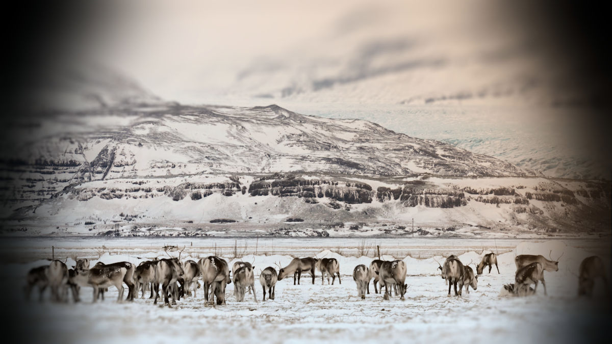 Reindeer Spotted in Northern Canada - Santa Update